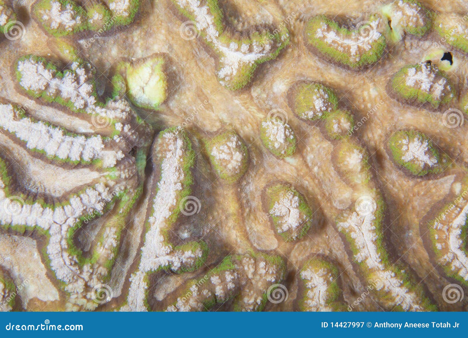 Coral Pattern stock image. Image of environment, wildlife - 14427997