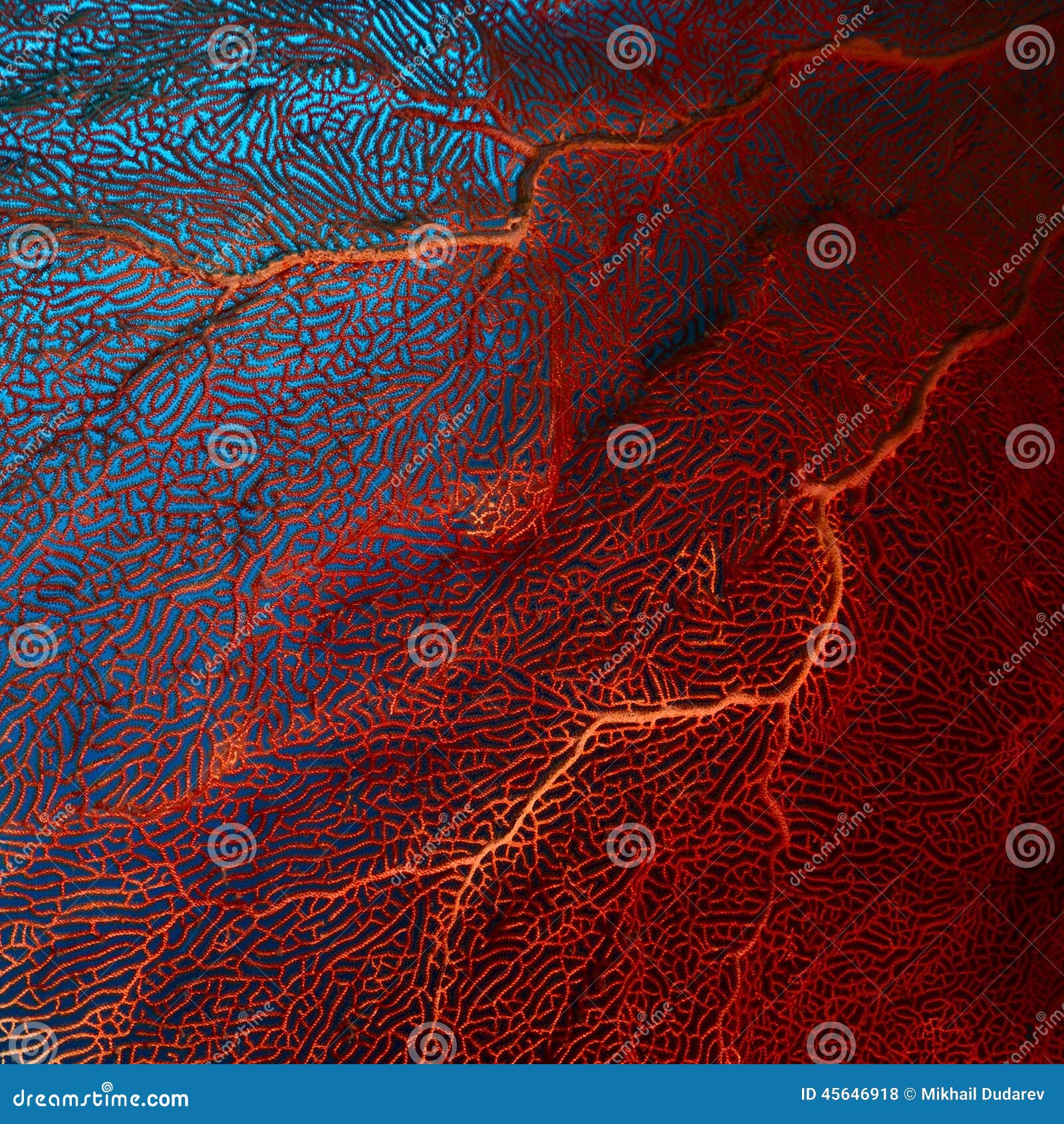 Coral stock photo. Image of species, texture, vivid, colorfull - 45646918