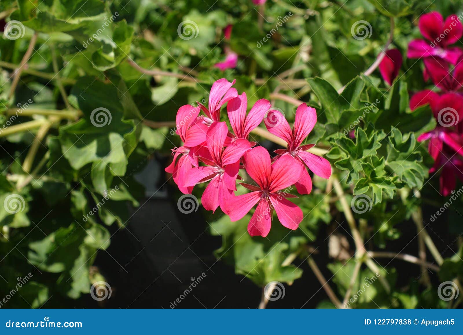 Coral Pink Flowers of Ivy-leaved Geranium Stock Photo - Image of ...