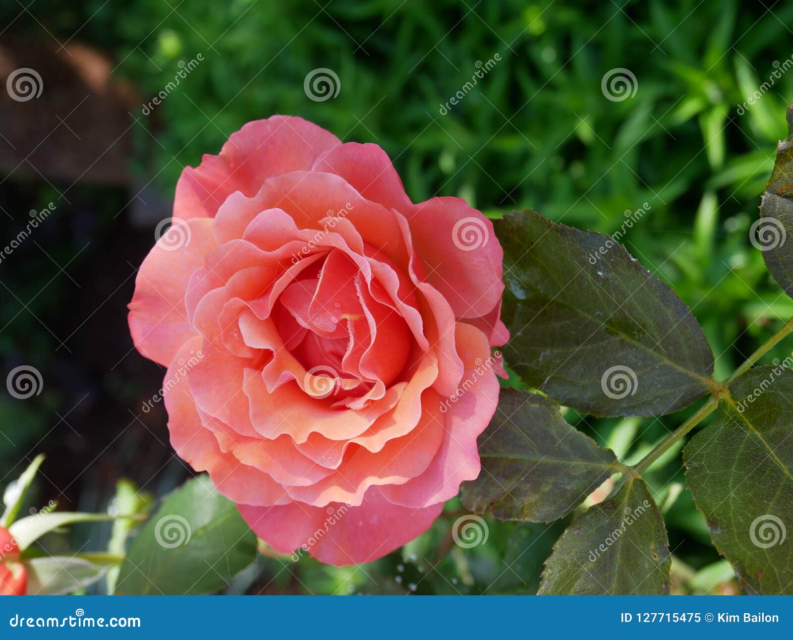Coral Pink Rose in Full Bloom Stock Image - Image of petal, pale: 127715475