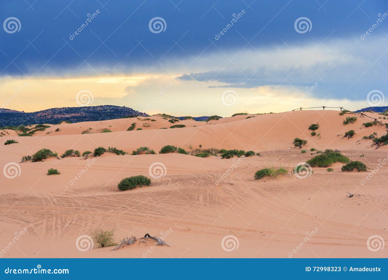 Coral Pink Sand Dunes State Park in Utah at Sunset Stock Image - Image ...