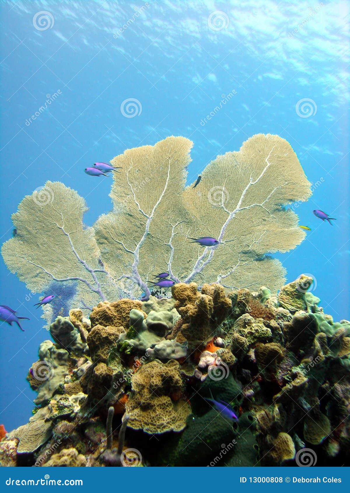 Coral pinnacle stock photo. Image of fans, life, pinnacle - 13000808