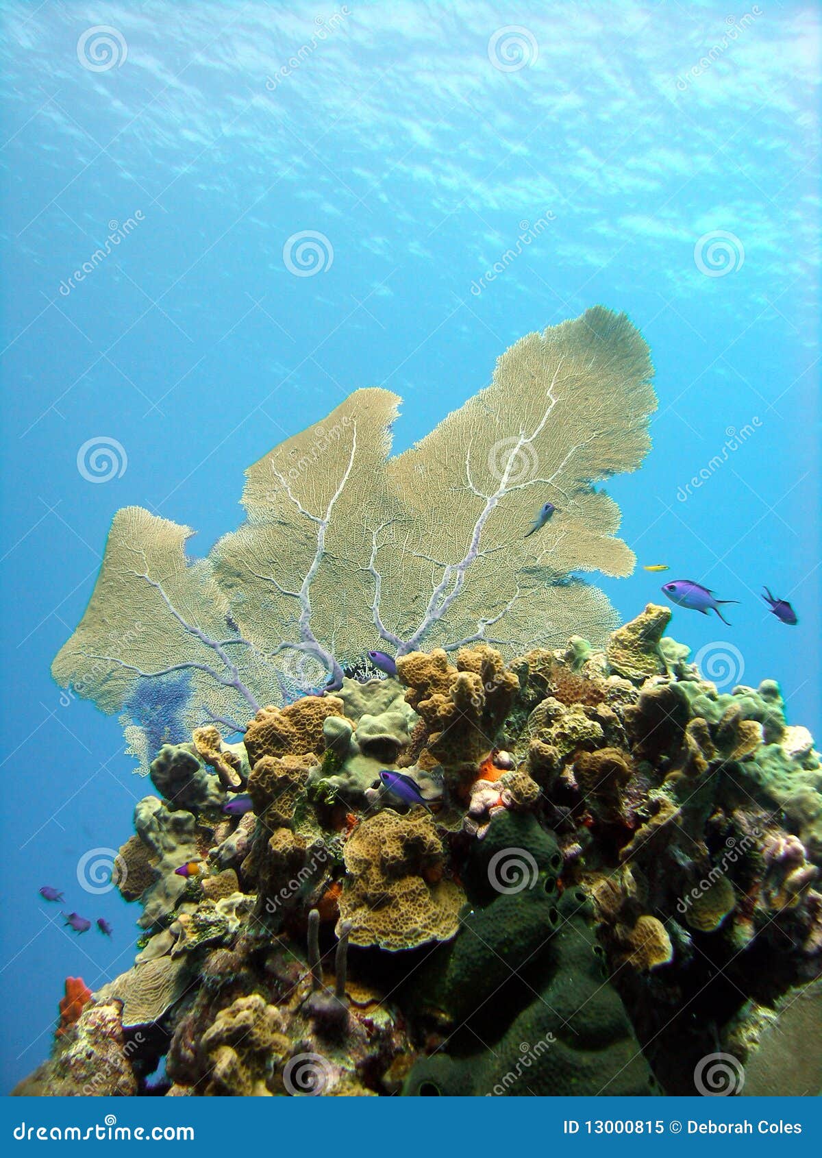 Coral pinnacle stock image. Image of diver, water, colour - 13000815