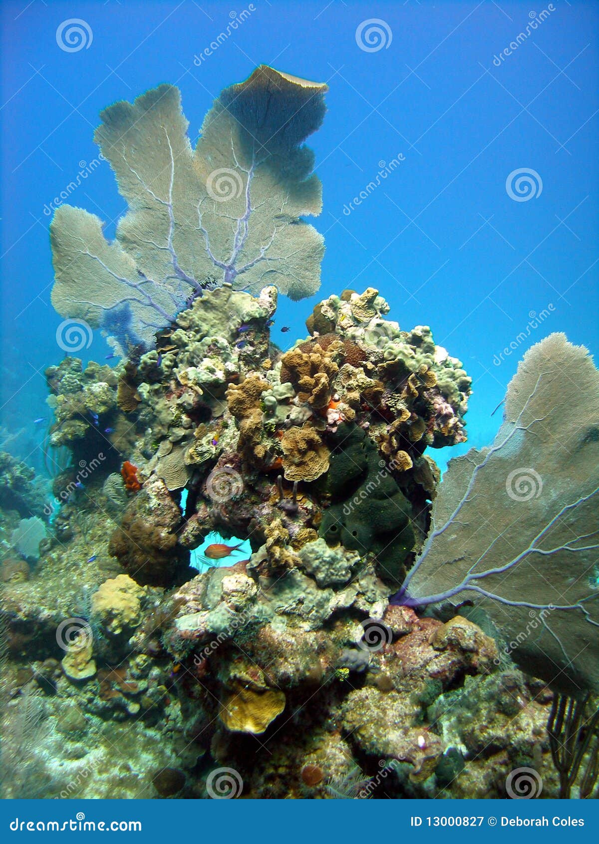 Coral pinnacle stock image. Image of diving, underwater - 13000827