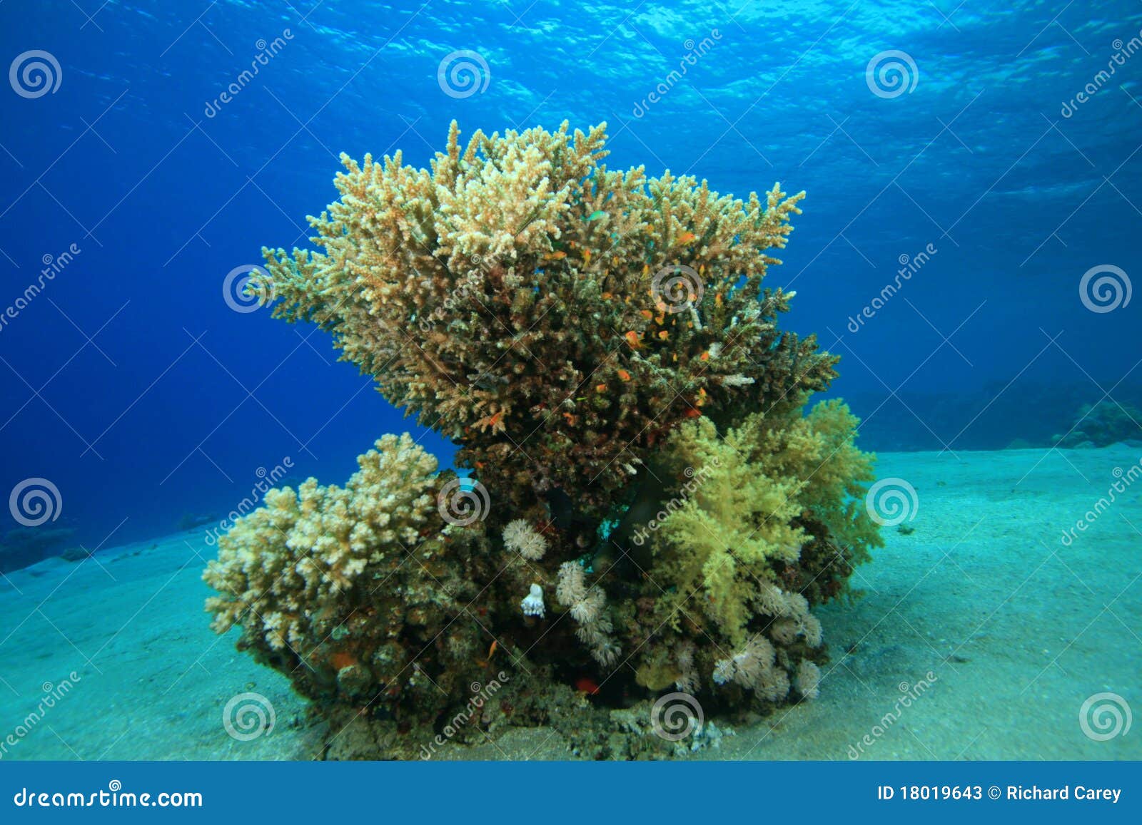 Coral Pinnacle stock image. Image of egypt, coral, hard - 18019643