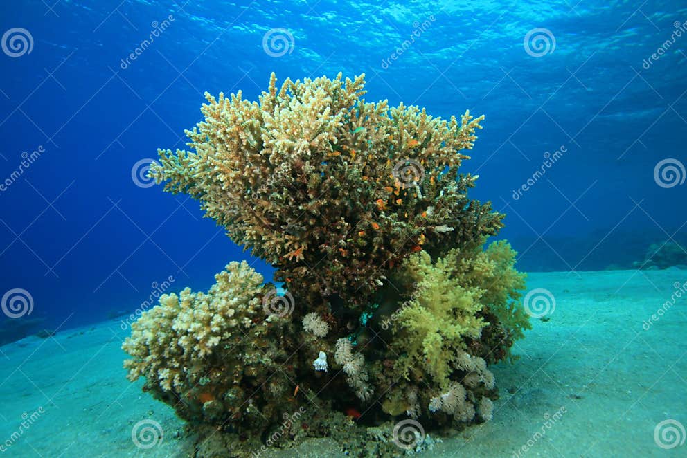 Coral Pinnacle stock image. Image of egypt, coral, hard - 18019643