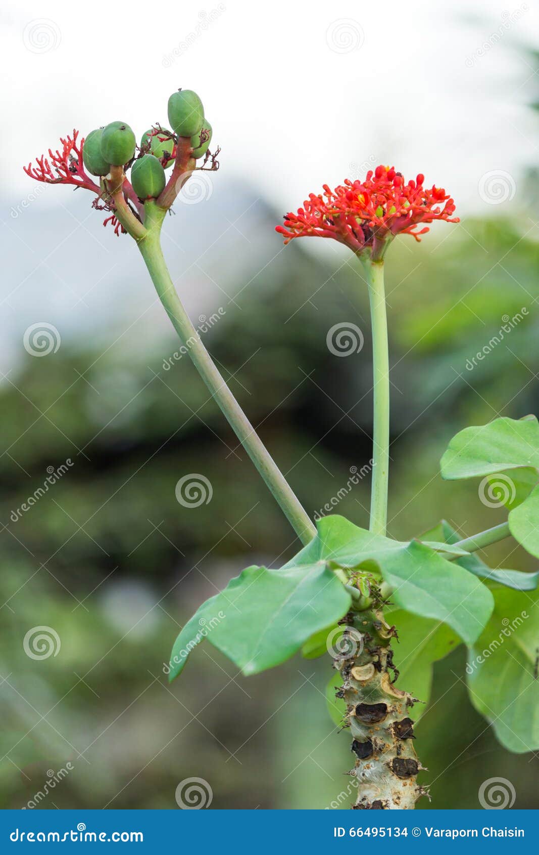 Coral plant stock photo. Image of healthy, physic, flowers - 66495134