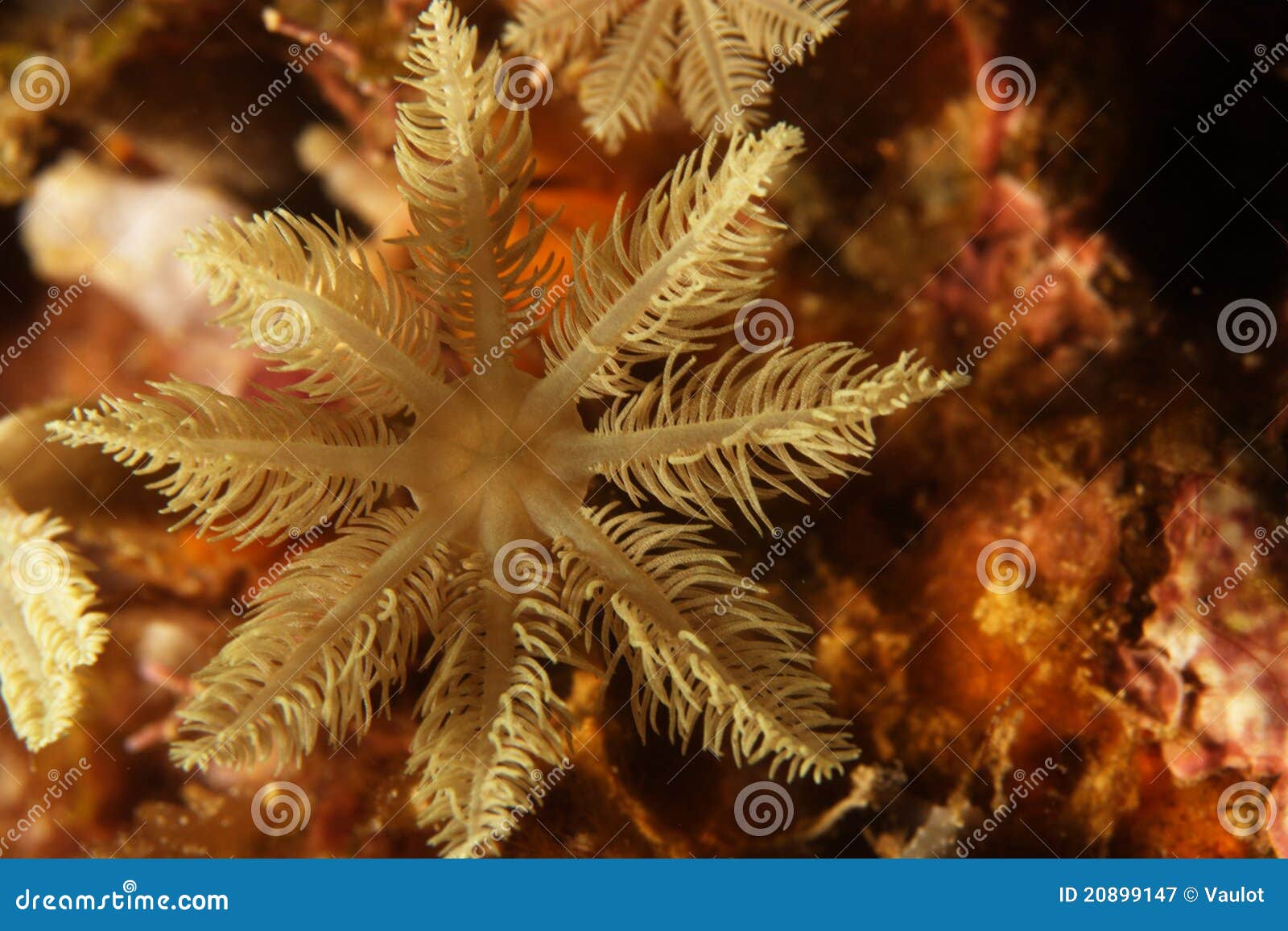 Coral polyp stock image. Image of borneo, tropical, seawater - 20899147
