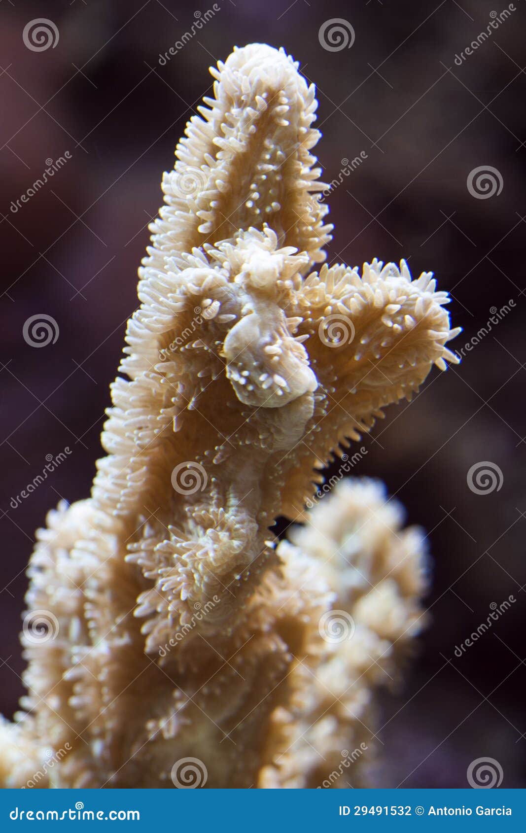 Coral Polyp stock photo. Image of dive, mollusk, geometric - 29491532