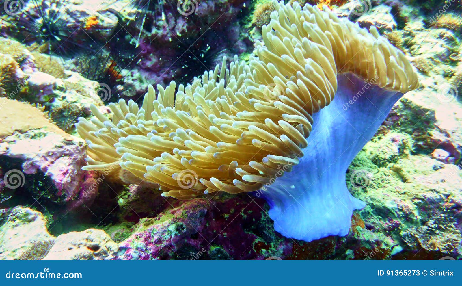 Coral polyp in the Red sea stock image. Image of life - 91365273