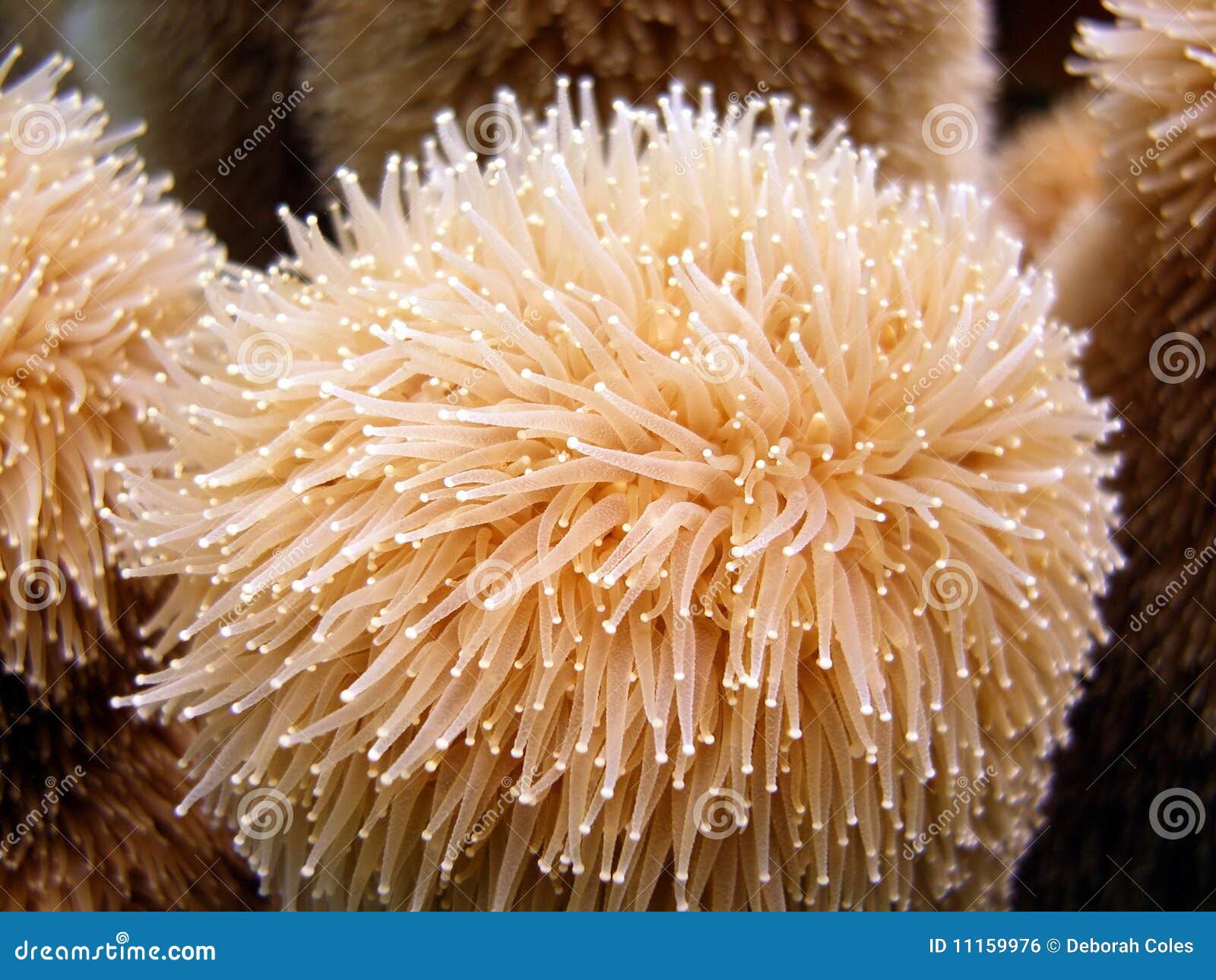 Coral polyps stock photo. Image of diving, polyps, plants - 11159976