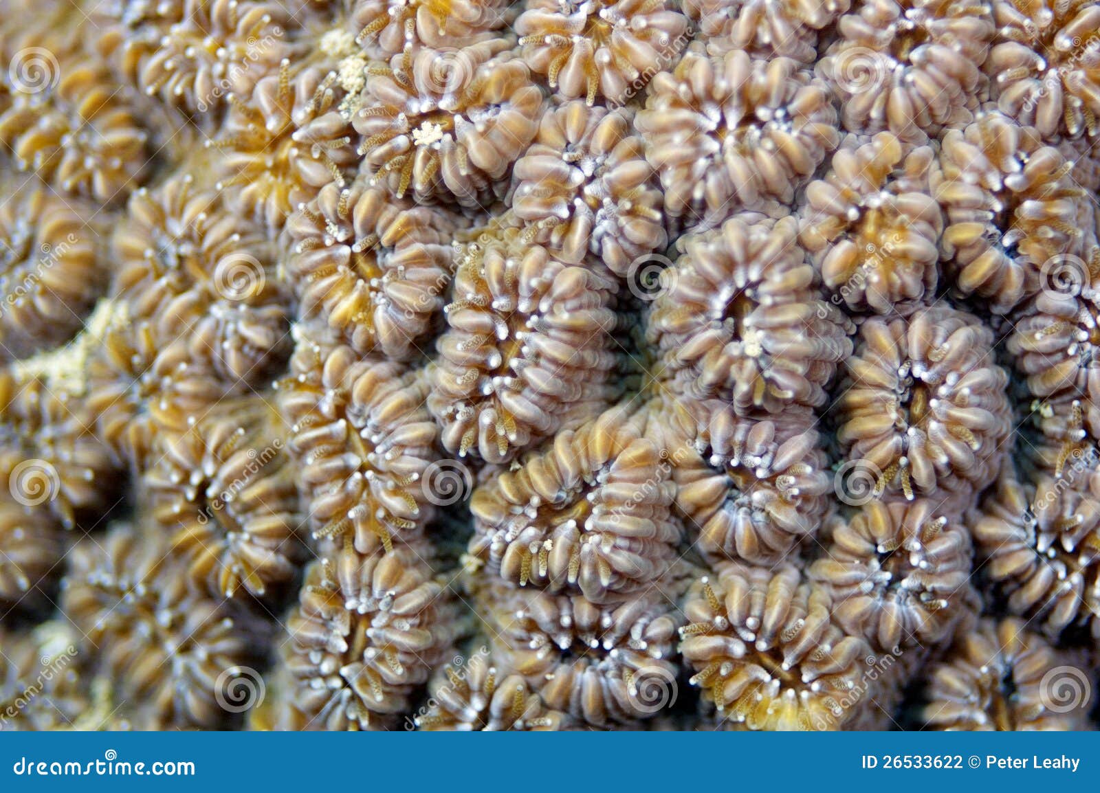 Coral polyps stock photo. Image of fish, ichthyology - 26533622