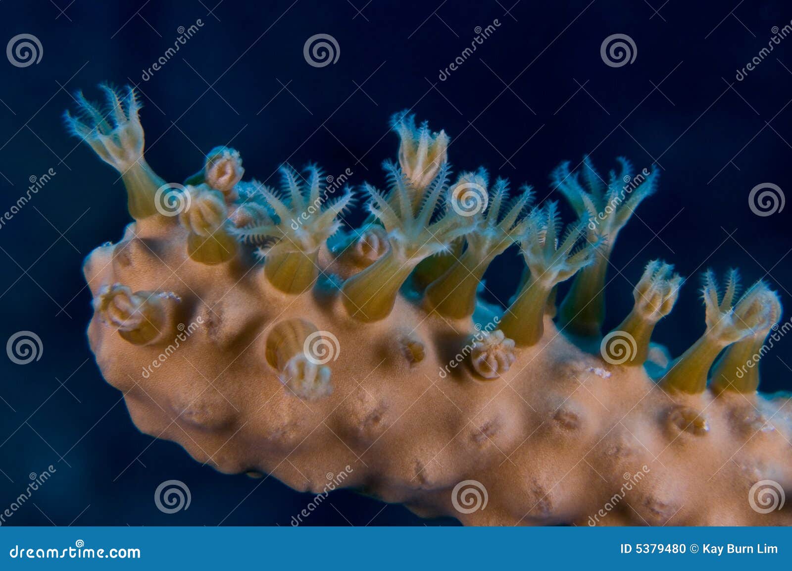 Coral Polyps stock photo. Image of underwater, life, reef - 5379480