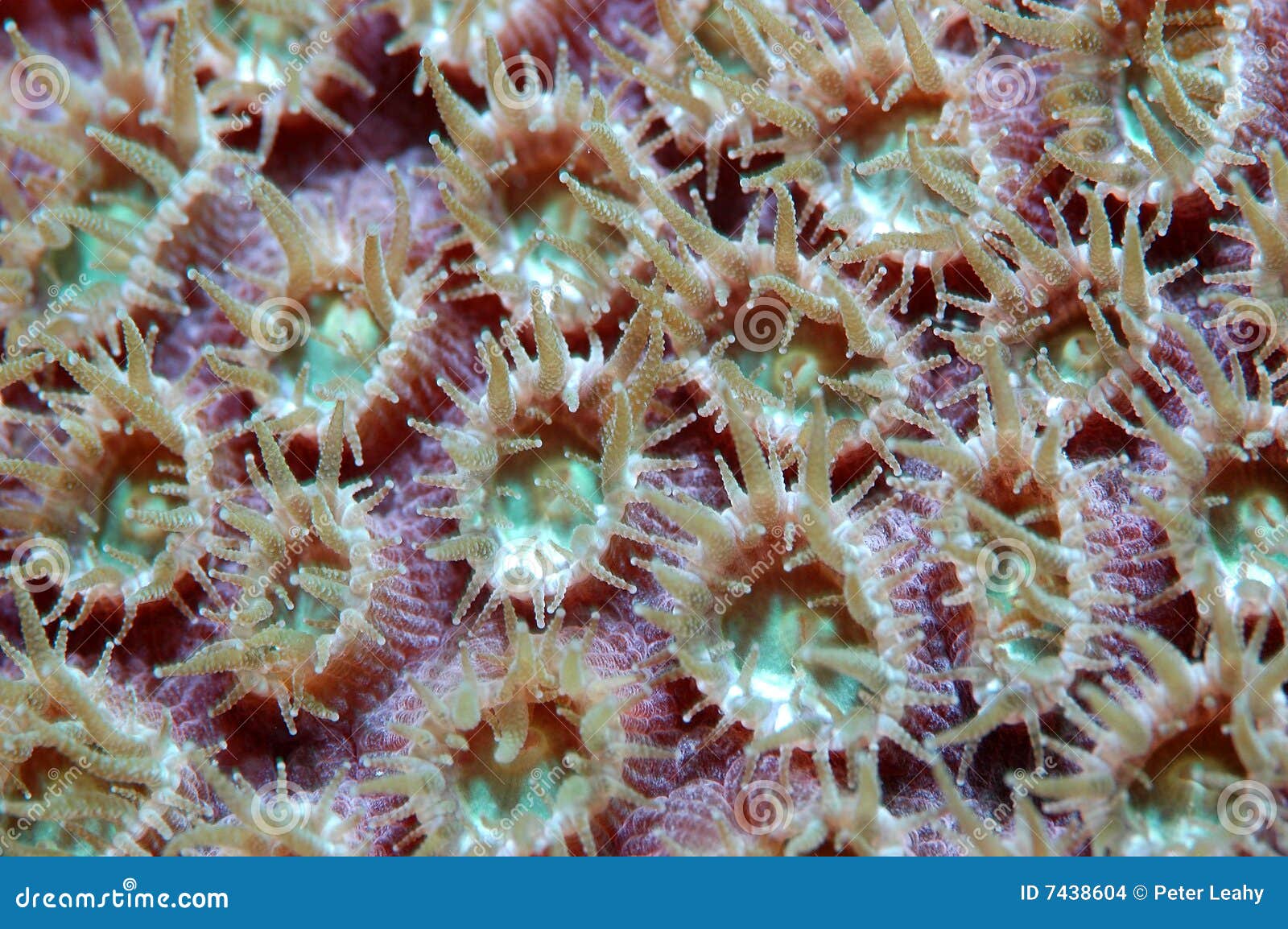 Coral Polyps stock photo. Image of reef, giant, monastrea - 7438604