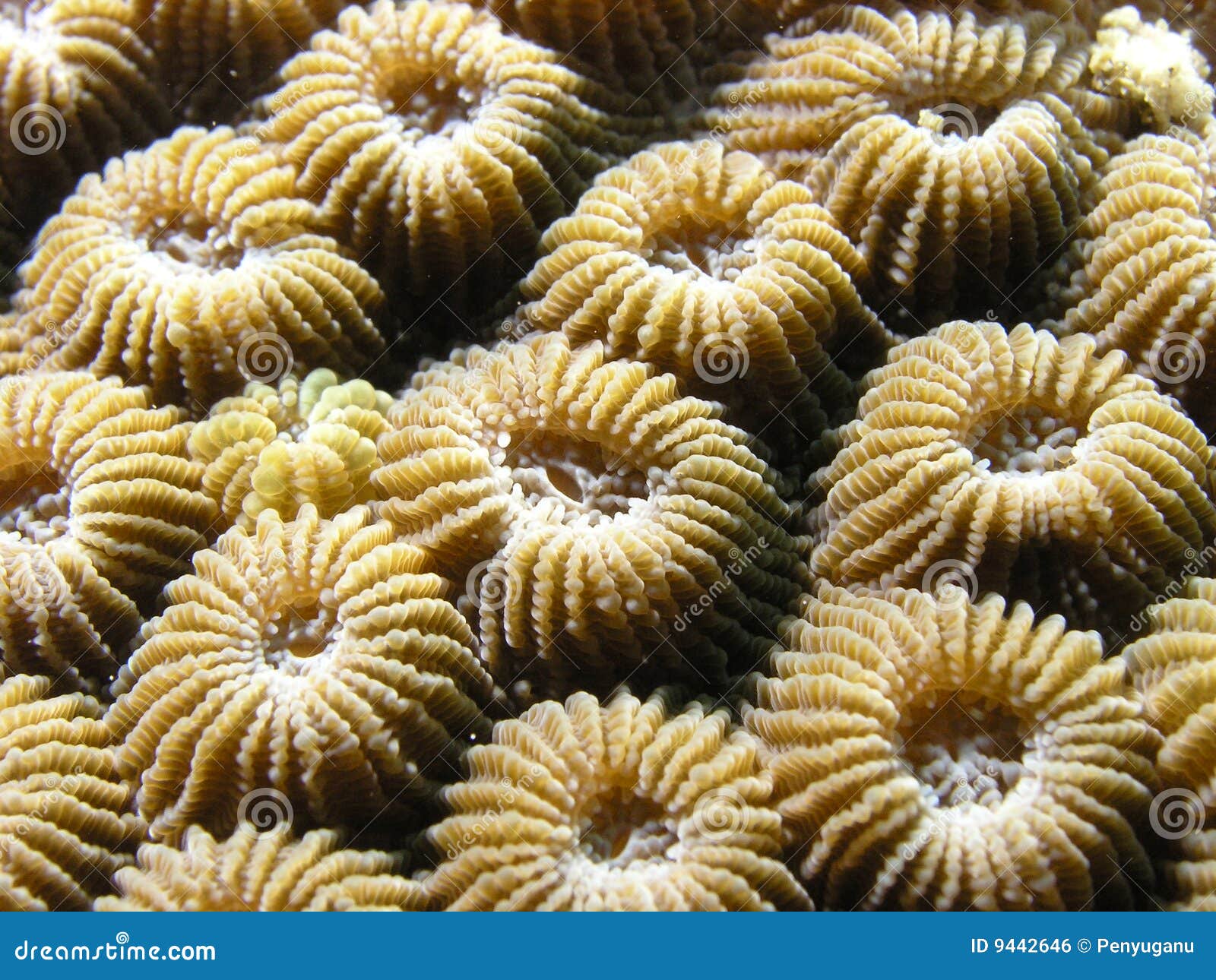 Coral Polyps stock photo. Image of pattern, tropical, coral - 9442646