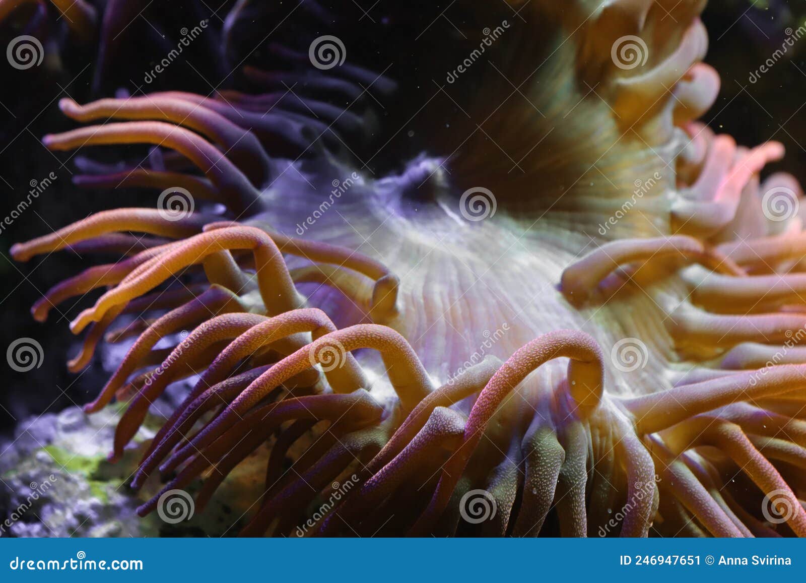 Coral Polyps, Bladder Anemone Stock Image - Image of bubbletip, swim ...