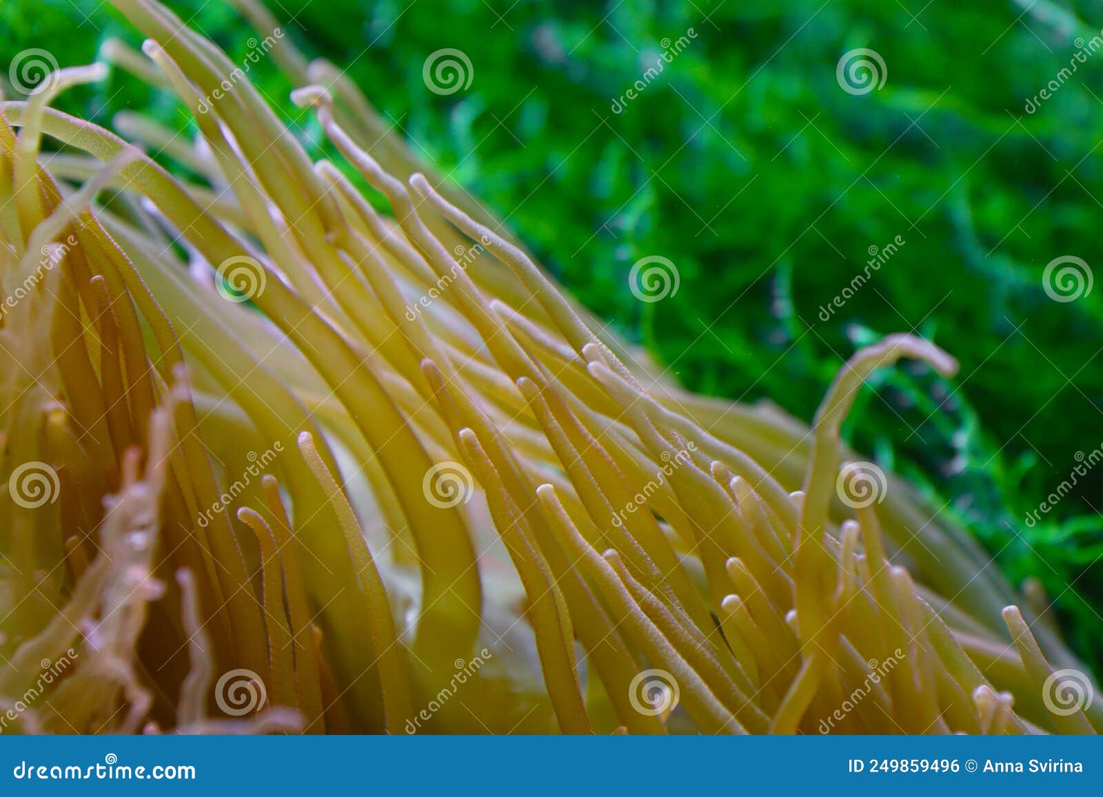 Coral Polyps, Bladder Anemone Stock Photo - Image of anemone, nature ...