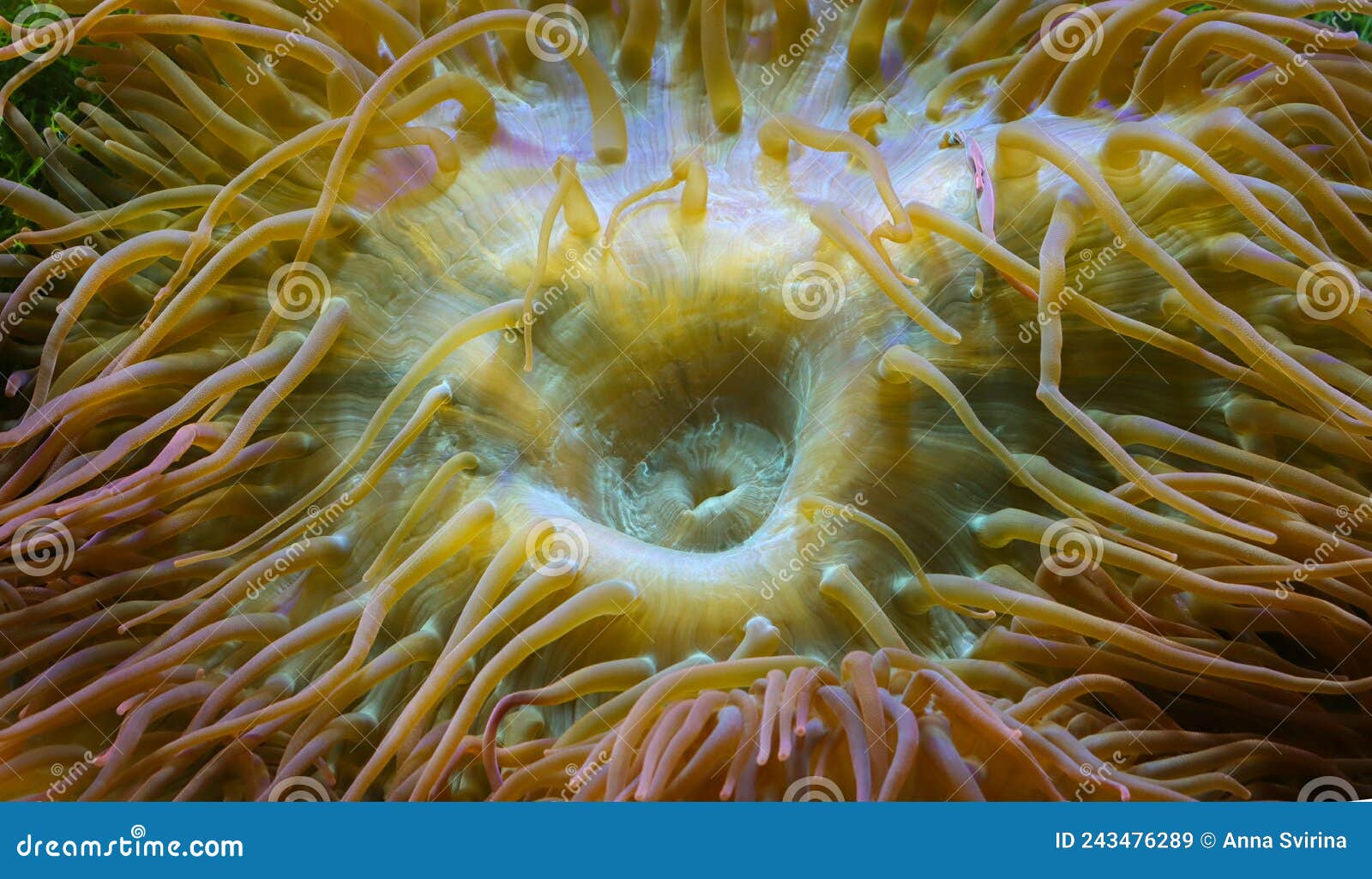 Coral Polyps are Bladder Anemones Stock Image - Image of polyps ...