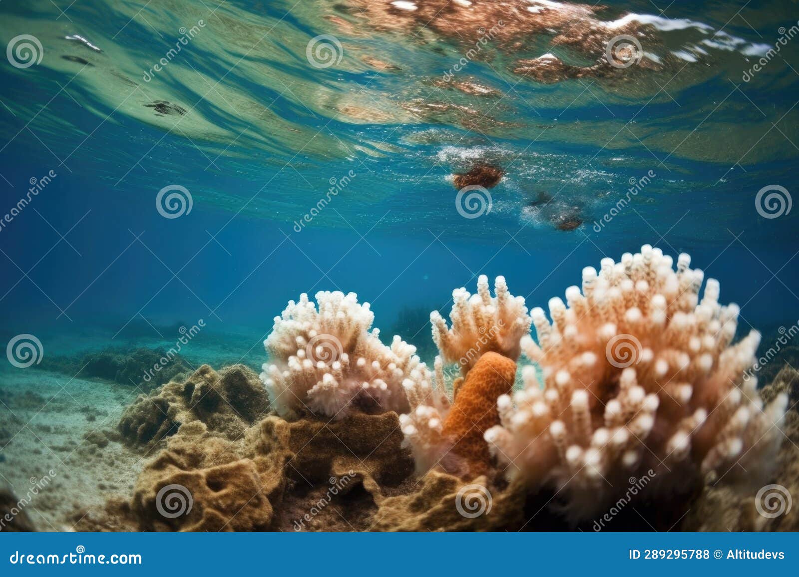 Coral Polyps Releasing Bundles into the Water Stock Photo - Image of ...
