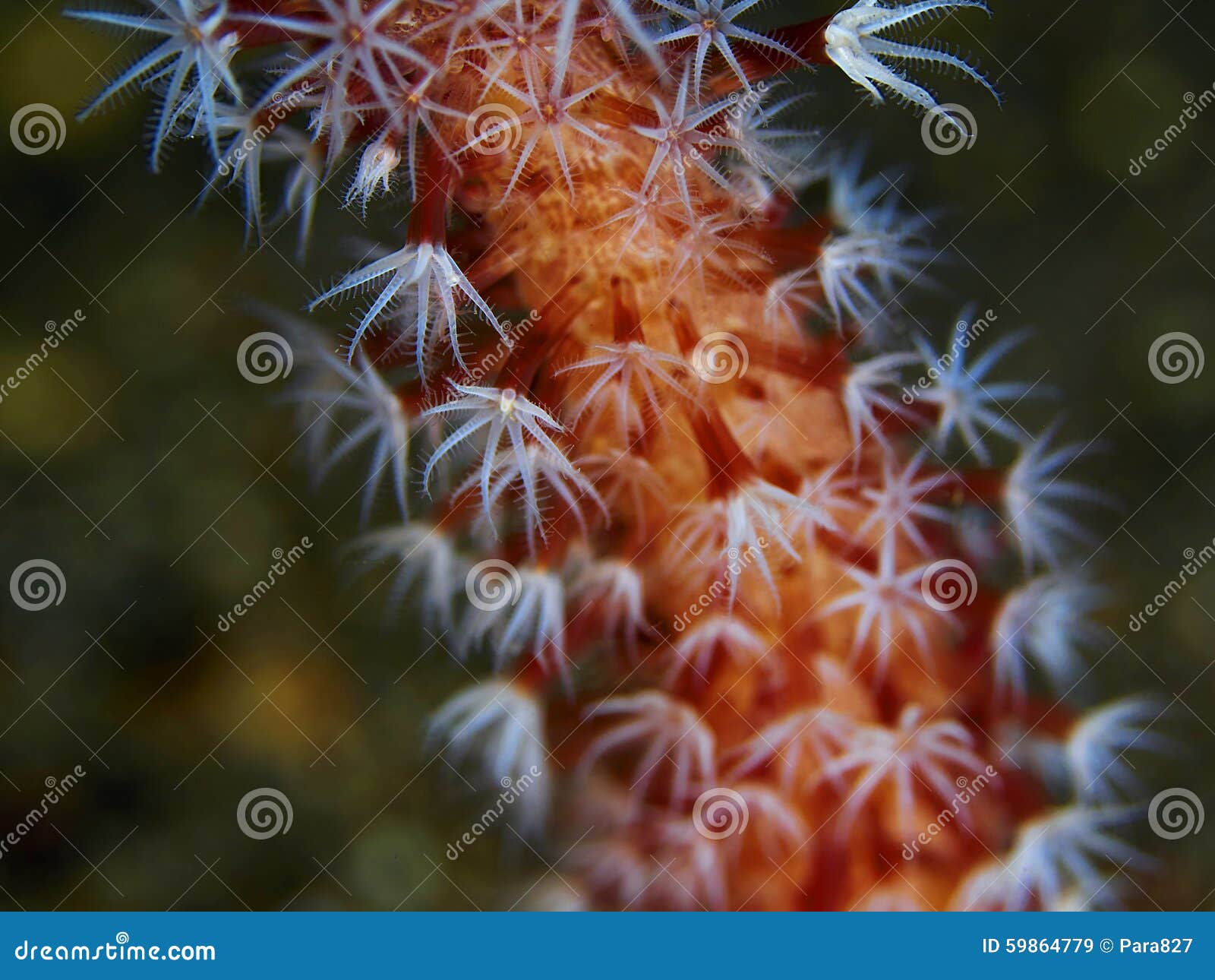 Coral polyps stock image. Image of bali, fish, anemone - 59864779