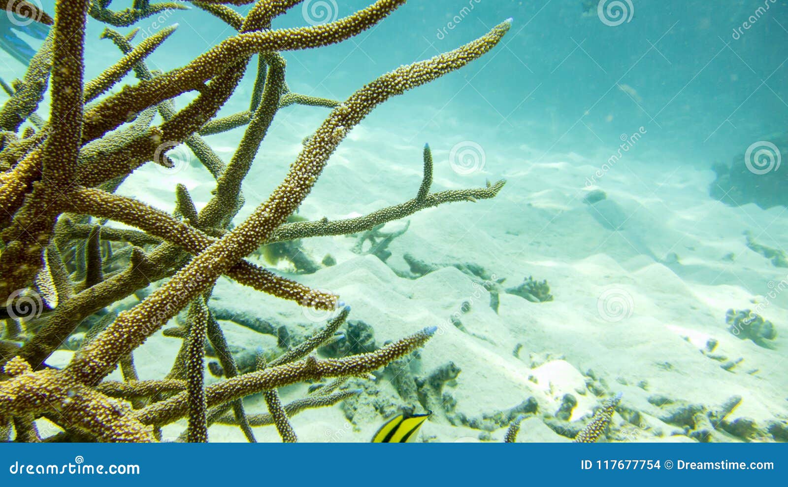 Coral que parece una rama foto de archivo. Imagen de hermoso - 117677754