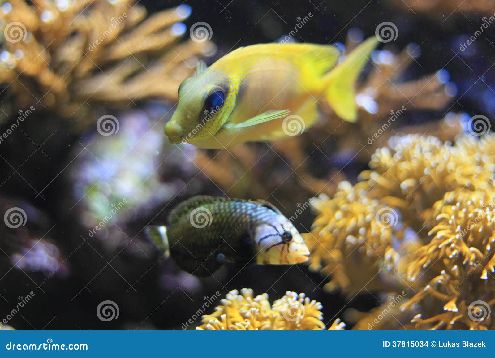 Coral rabbitfish stock photo. Image of siganus, animal - 37815034