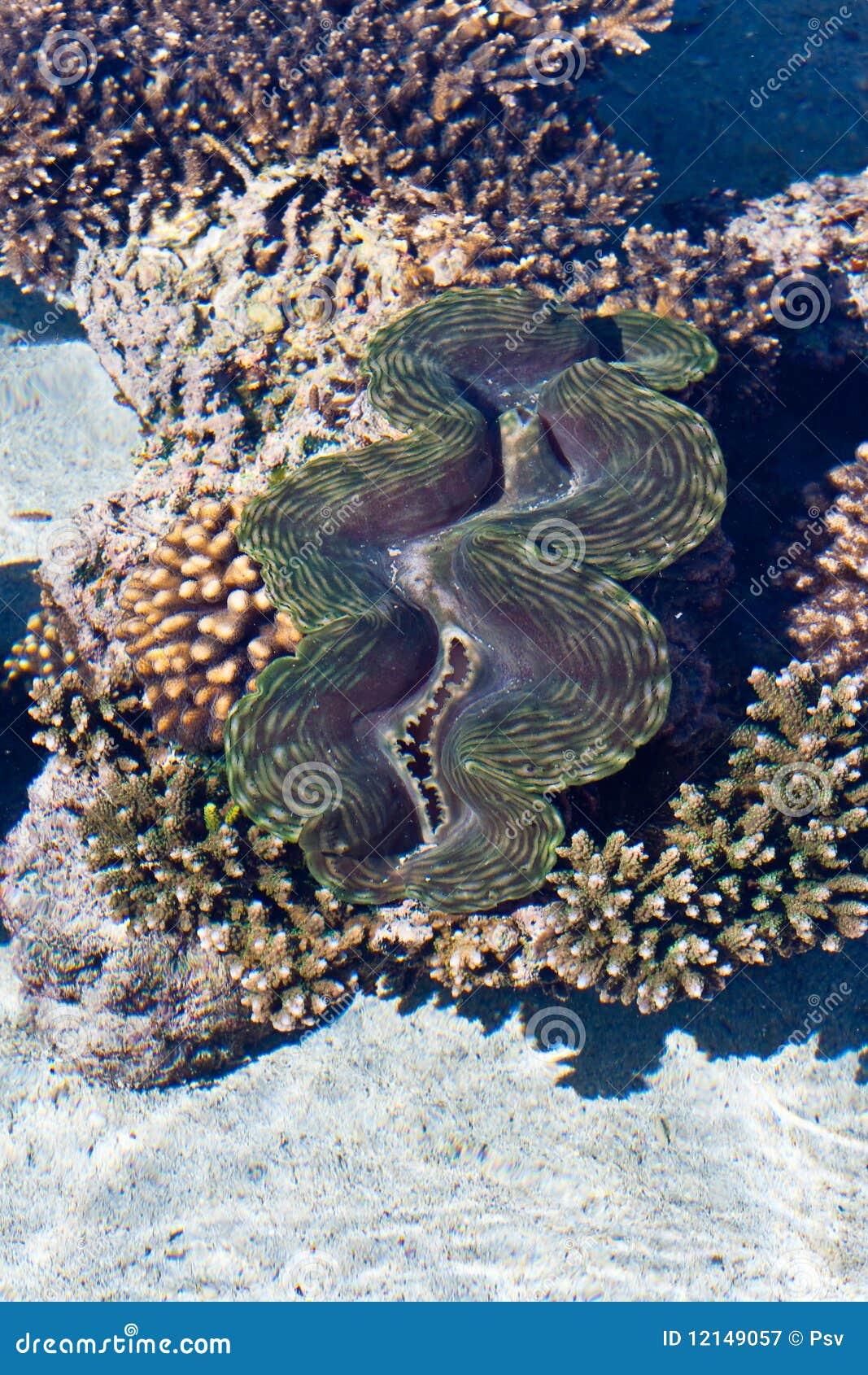 Coral reaf stock image. Image of reef, underwater, hard - 12149057