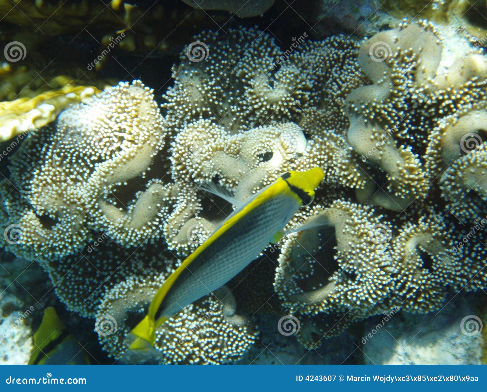 Coral Reaf Fish Picture. Image: 4243607