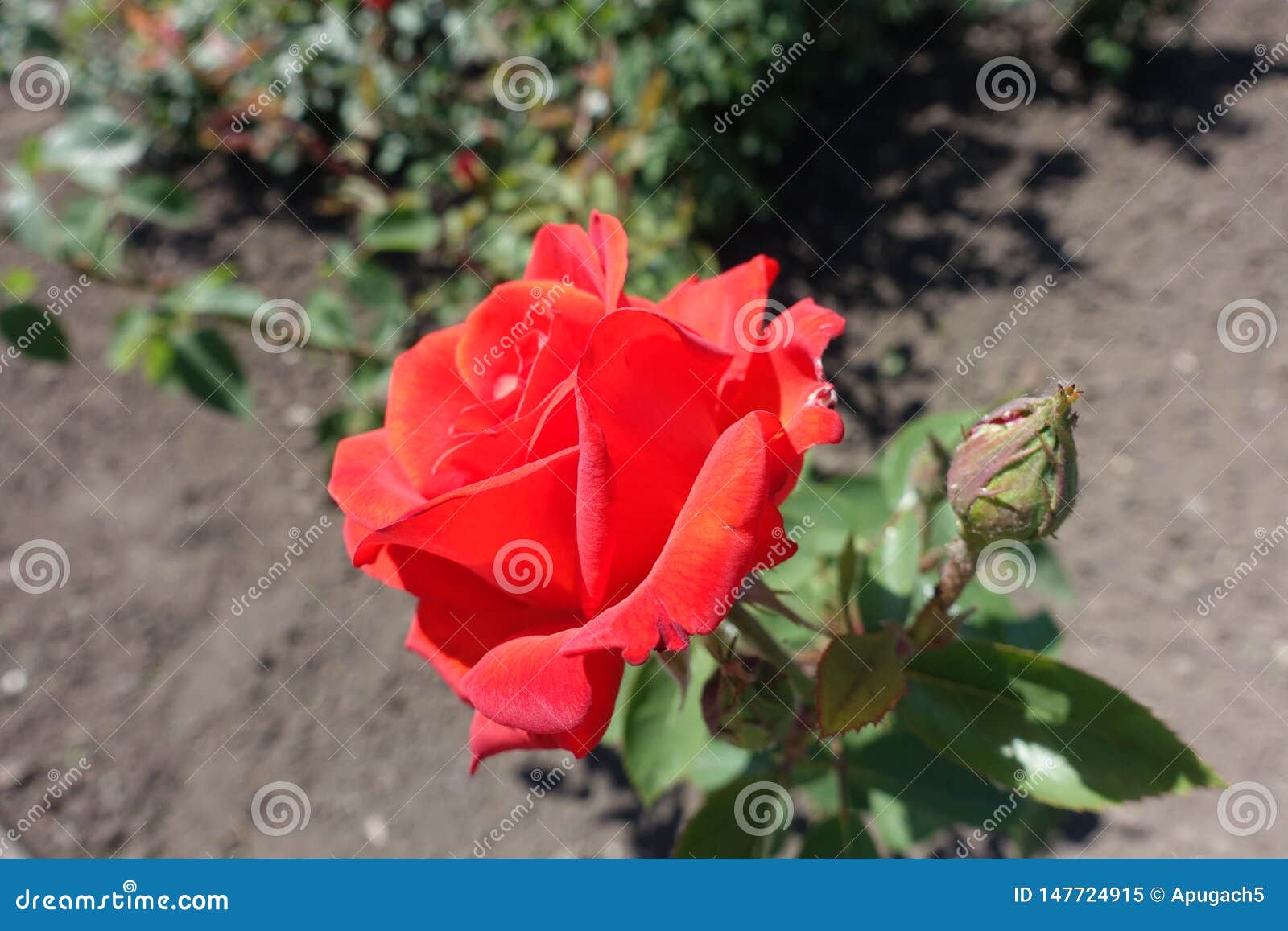 Coral Red Flower of Garden Rose Stock Image - Image of flora, branch ...