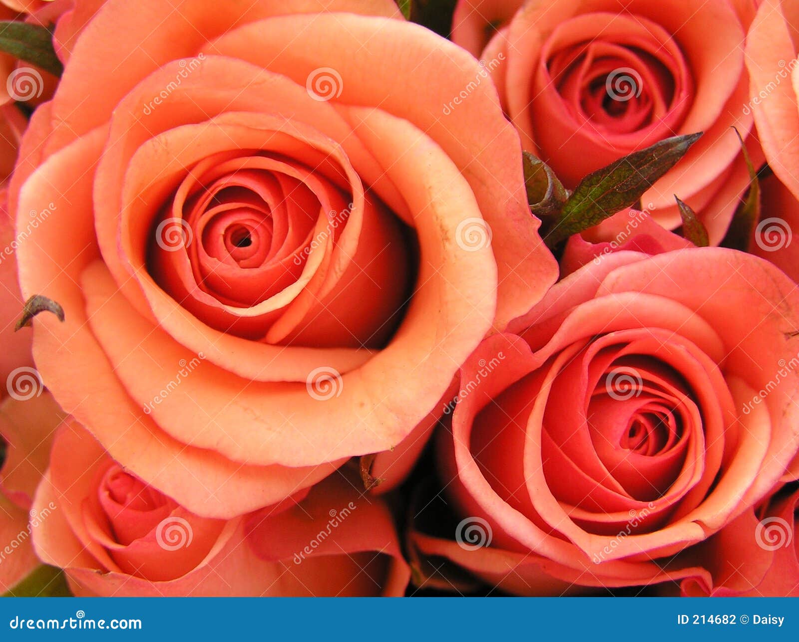 Coral red roses stock photo. Image of feminine, valentine - 214682
