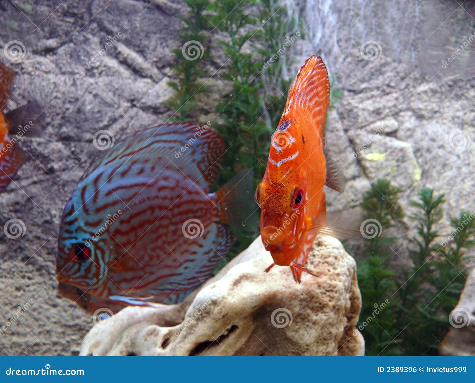 Coral red tropical fish stock photo. Image of tropical - 2389396