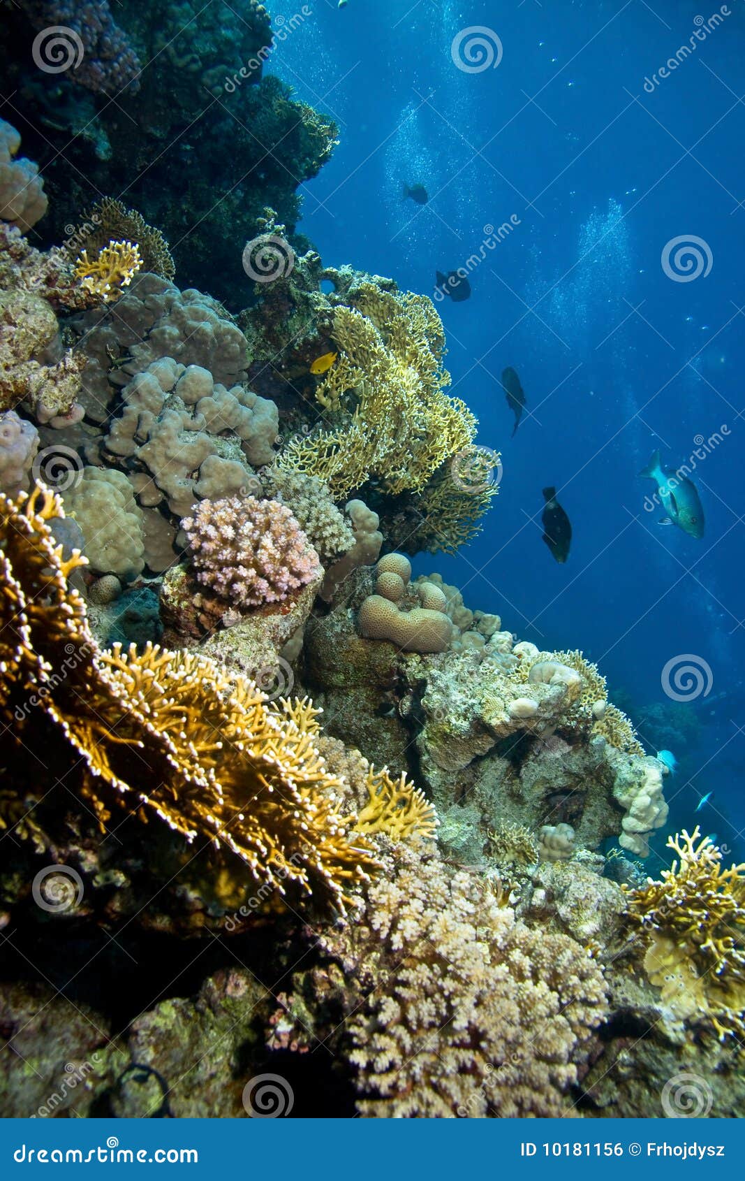 Coral Reef stock photo. Image of natural, swimming, reef - 10181156