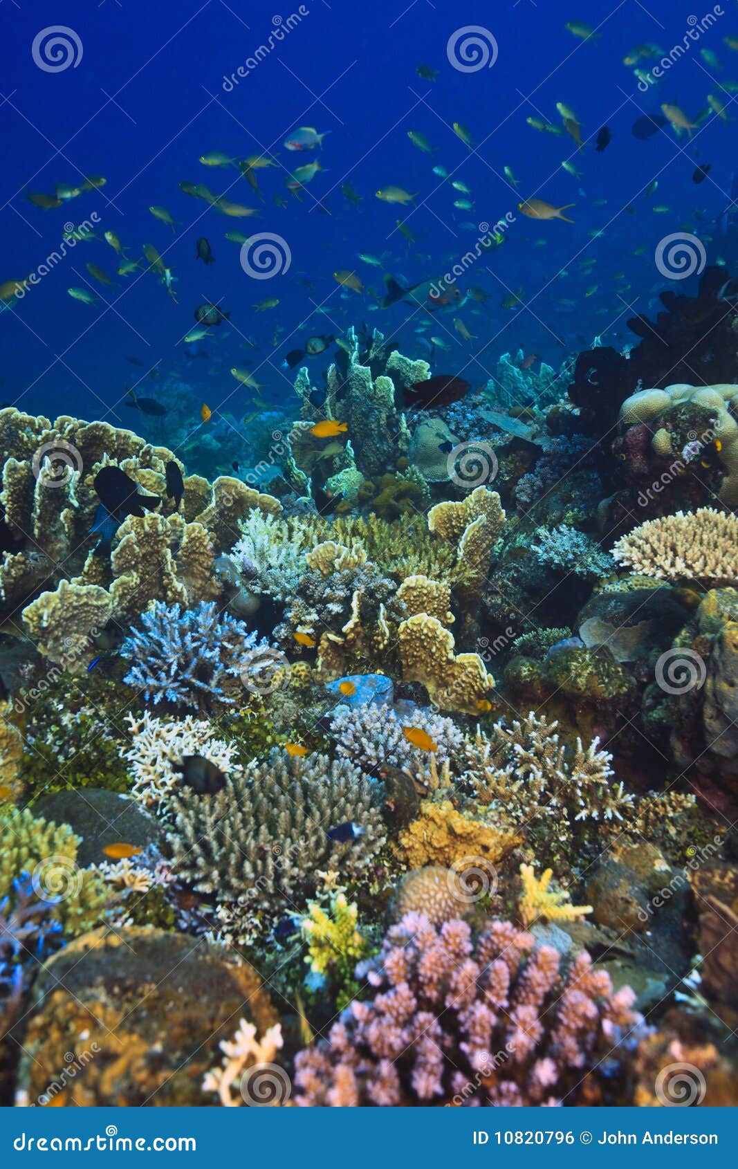 Coral reef stock photo. Image of ocean, hard, soft, chromis - 10820796
