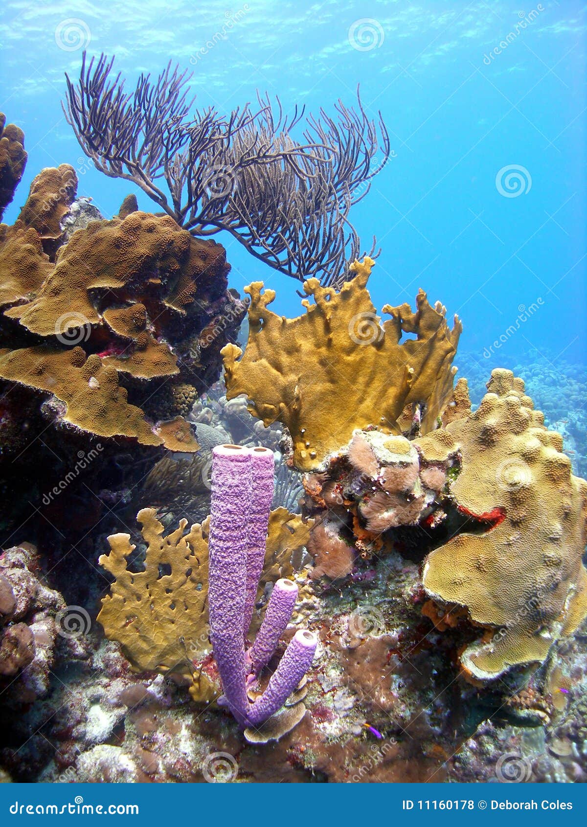Coral Reef In Kimbe Bay, PNG Royalty-Free Stock Photo | CartoonDealer ...