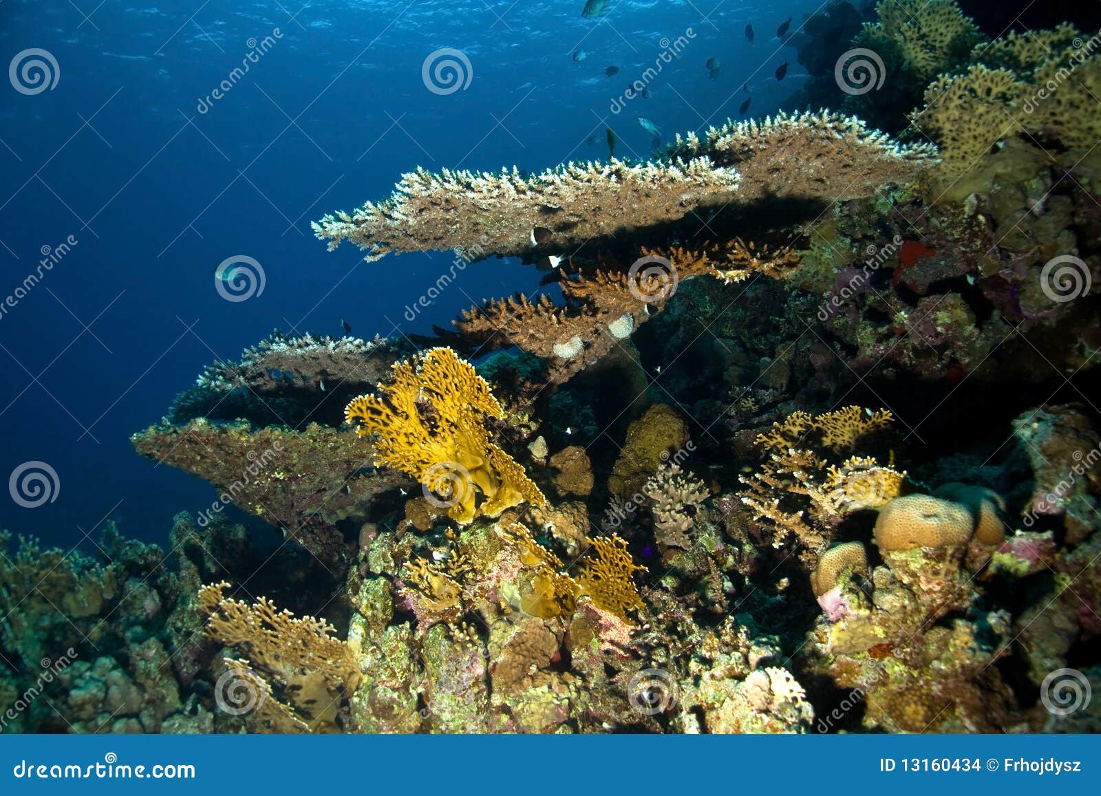 Coral reef stock photo. Image of animal, hard, dive, exotic - 13160434