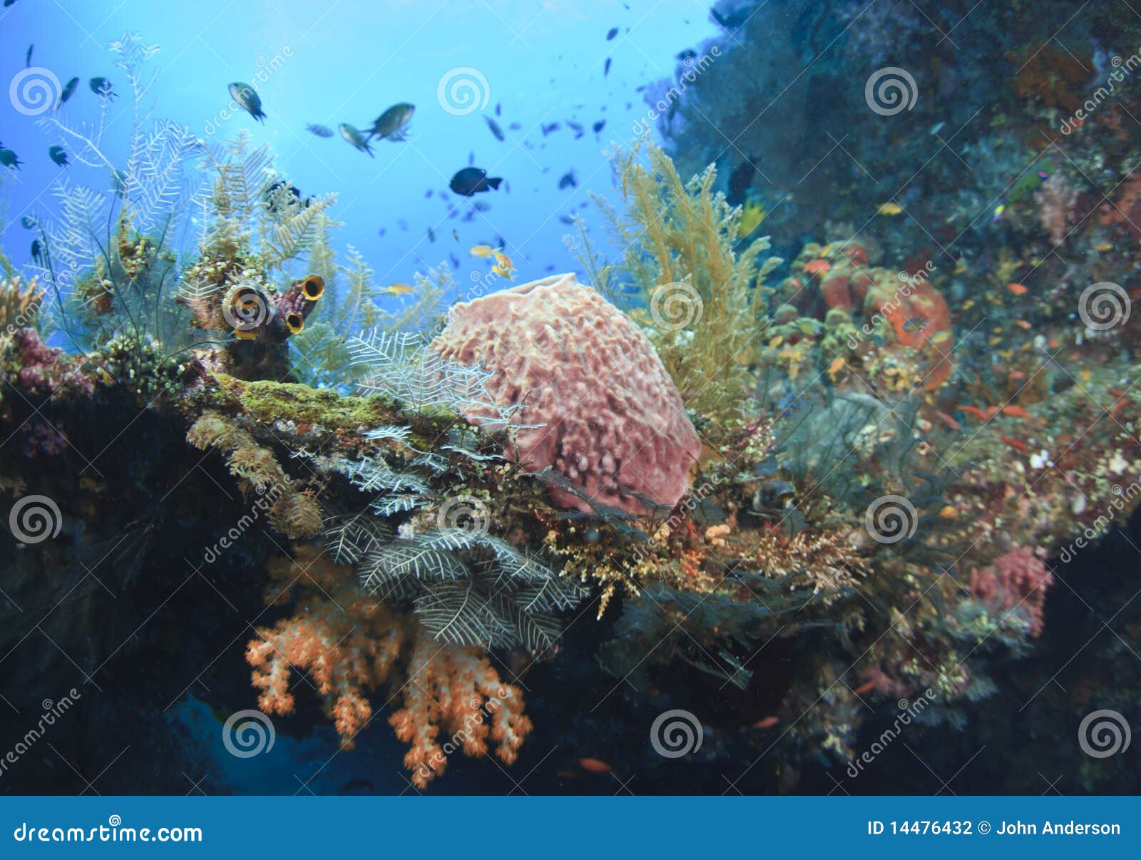 Coral reef stock photo. Image of bali, underwater, coral - 14476432
