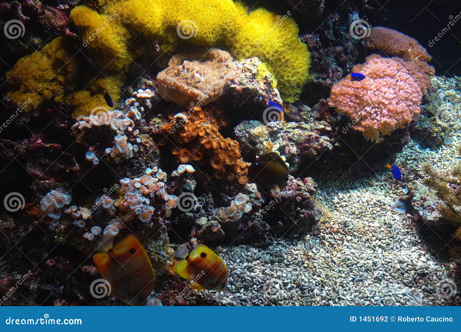 Coral reef stock photo. Image of reef, detail, life, blue - 1451692