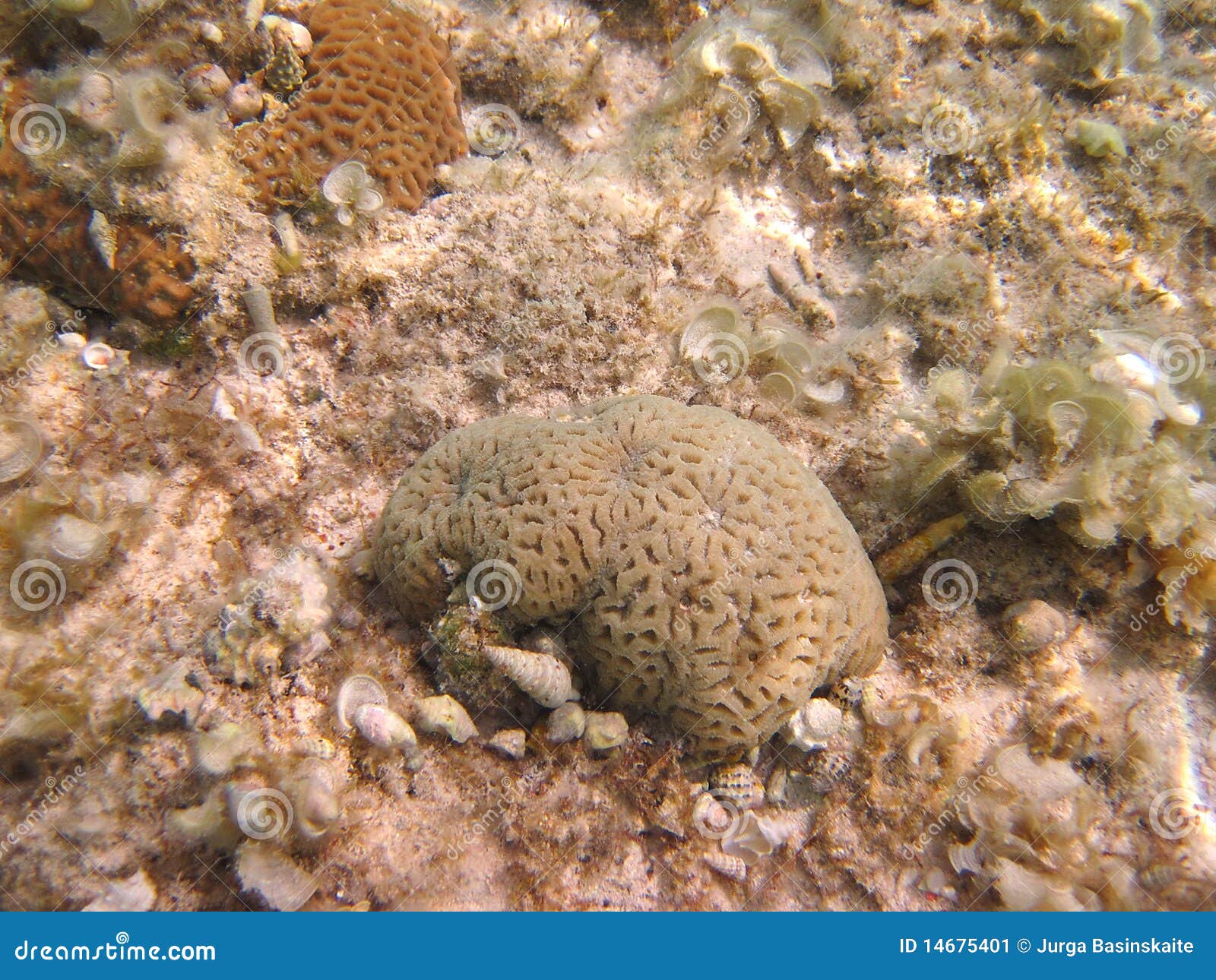 Coral reef stock image. Image of marine, shell, nature - 14675401