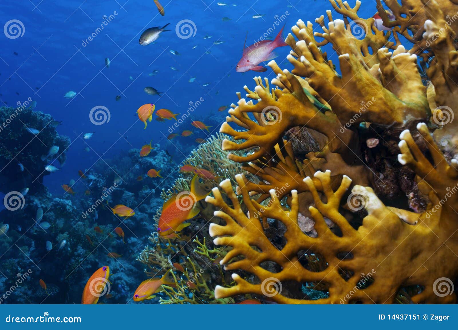 Coral reef stock image. Image of coast, coral, water - 14937151