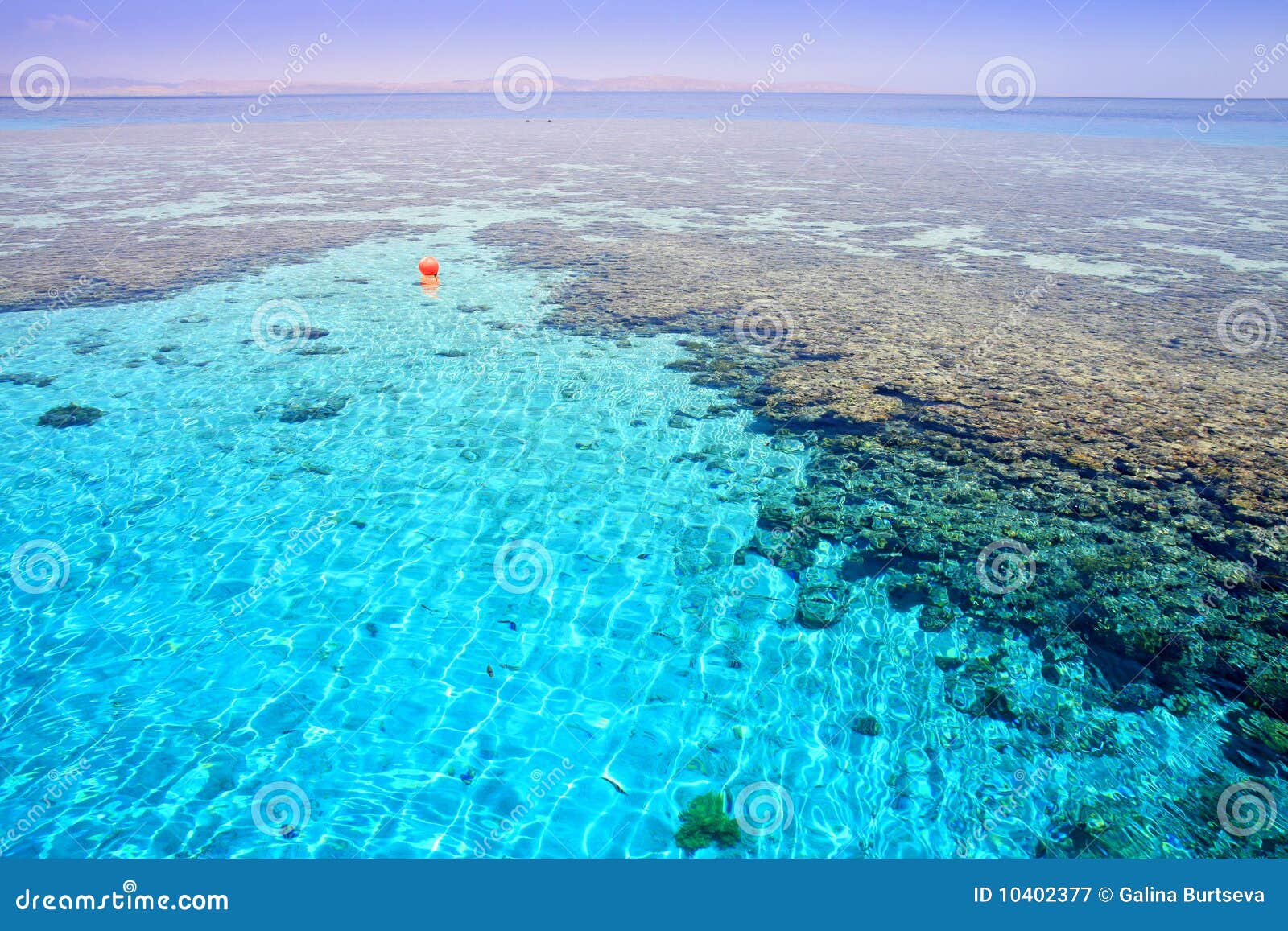Coral Reef (2). Red Sea. Egypt. Royalty Free Stock Photography - Image ...