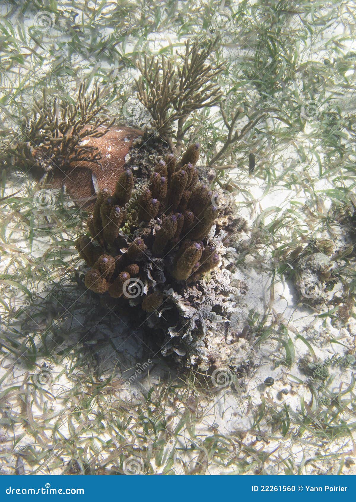 Coral reef stock photo. Image of colorful, crevice, brilliant - 22261560