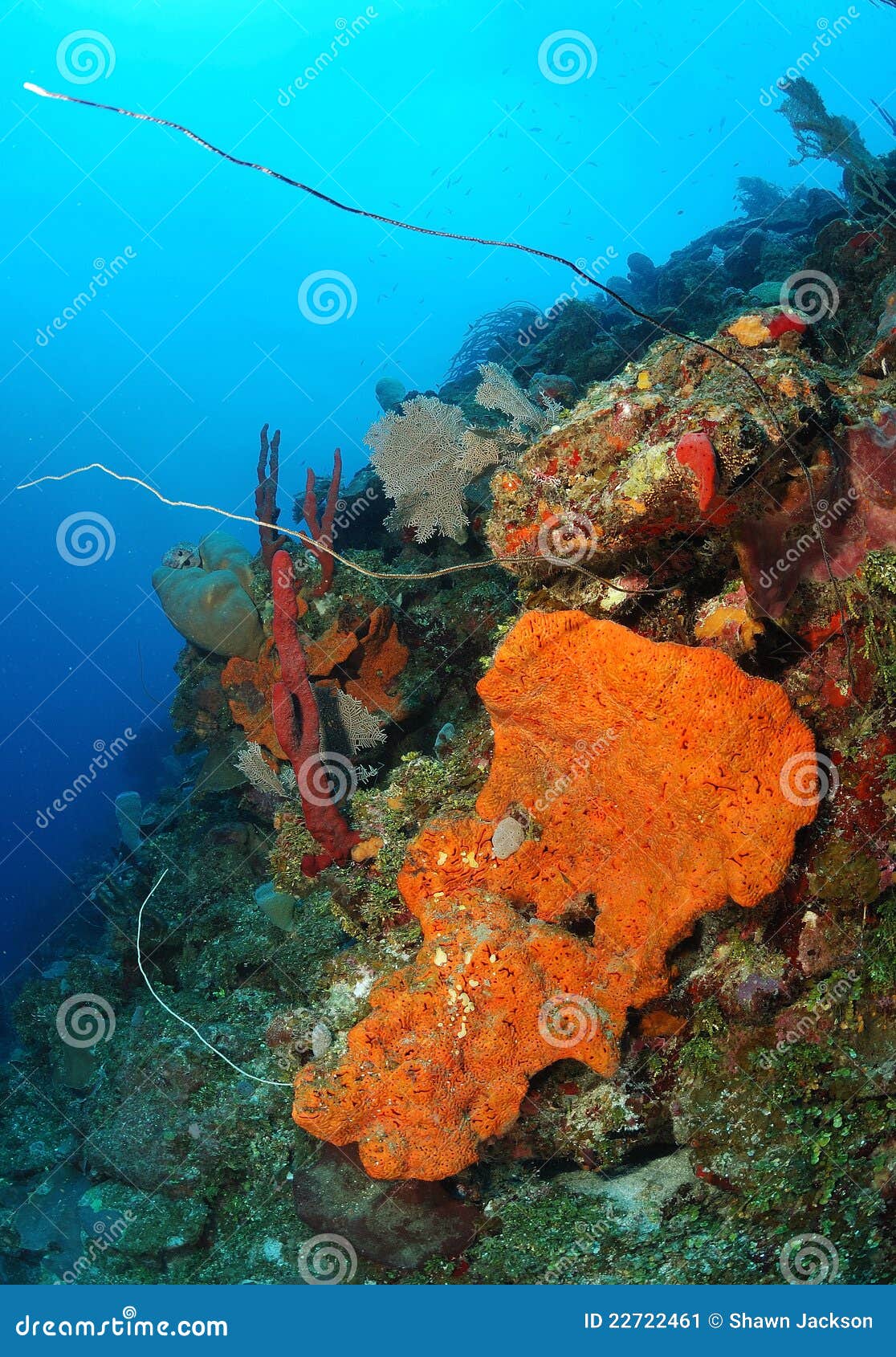 Coral reef stock image. Image of colorful, marine, colourful - 22722461