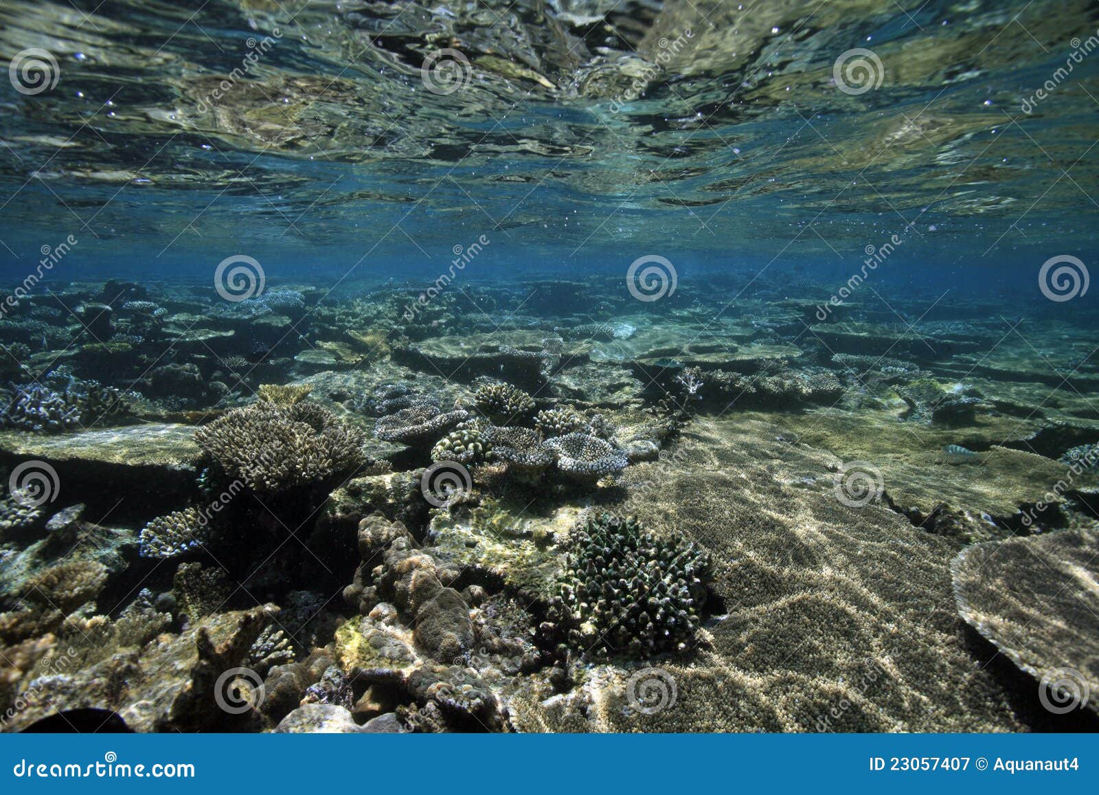 Coral Reef stock image. Image of marine, dream, life - 23057407