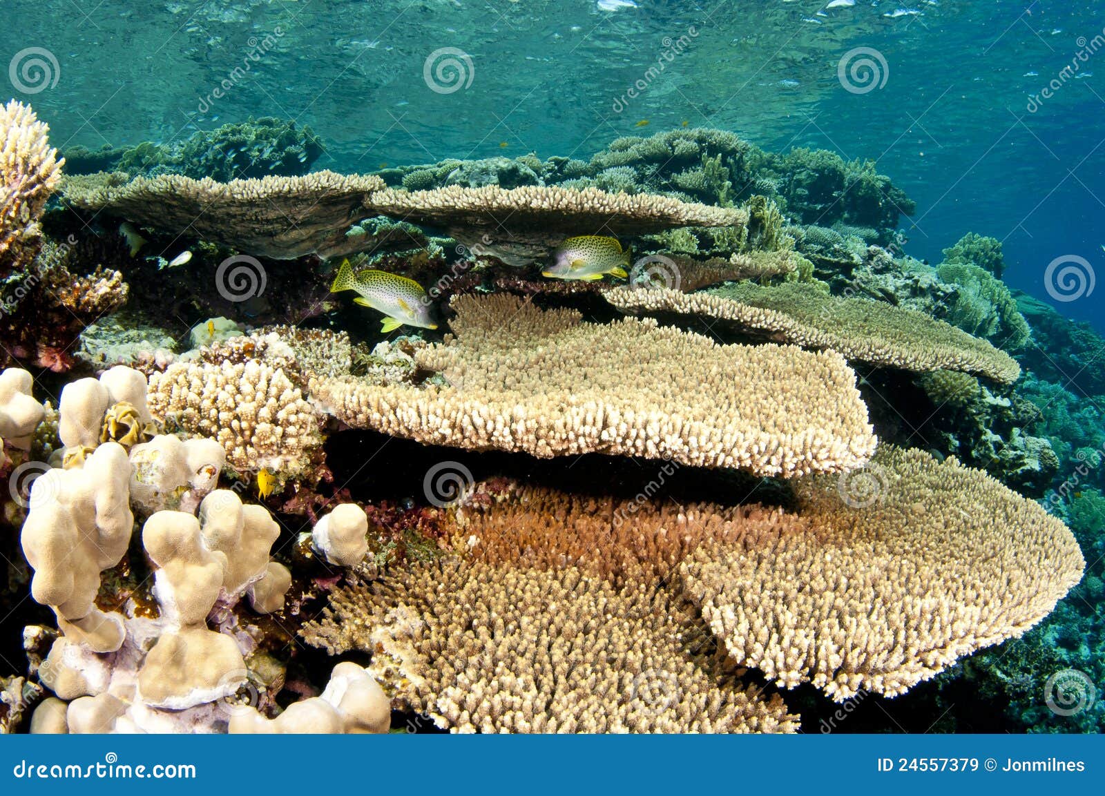 Coral reef stock image. Image of water, pink, fins, fish - 24557379