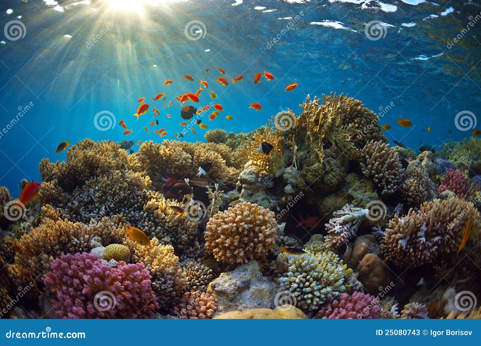 Coral reef stock image. Image of tropical, horizontal - 25080743