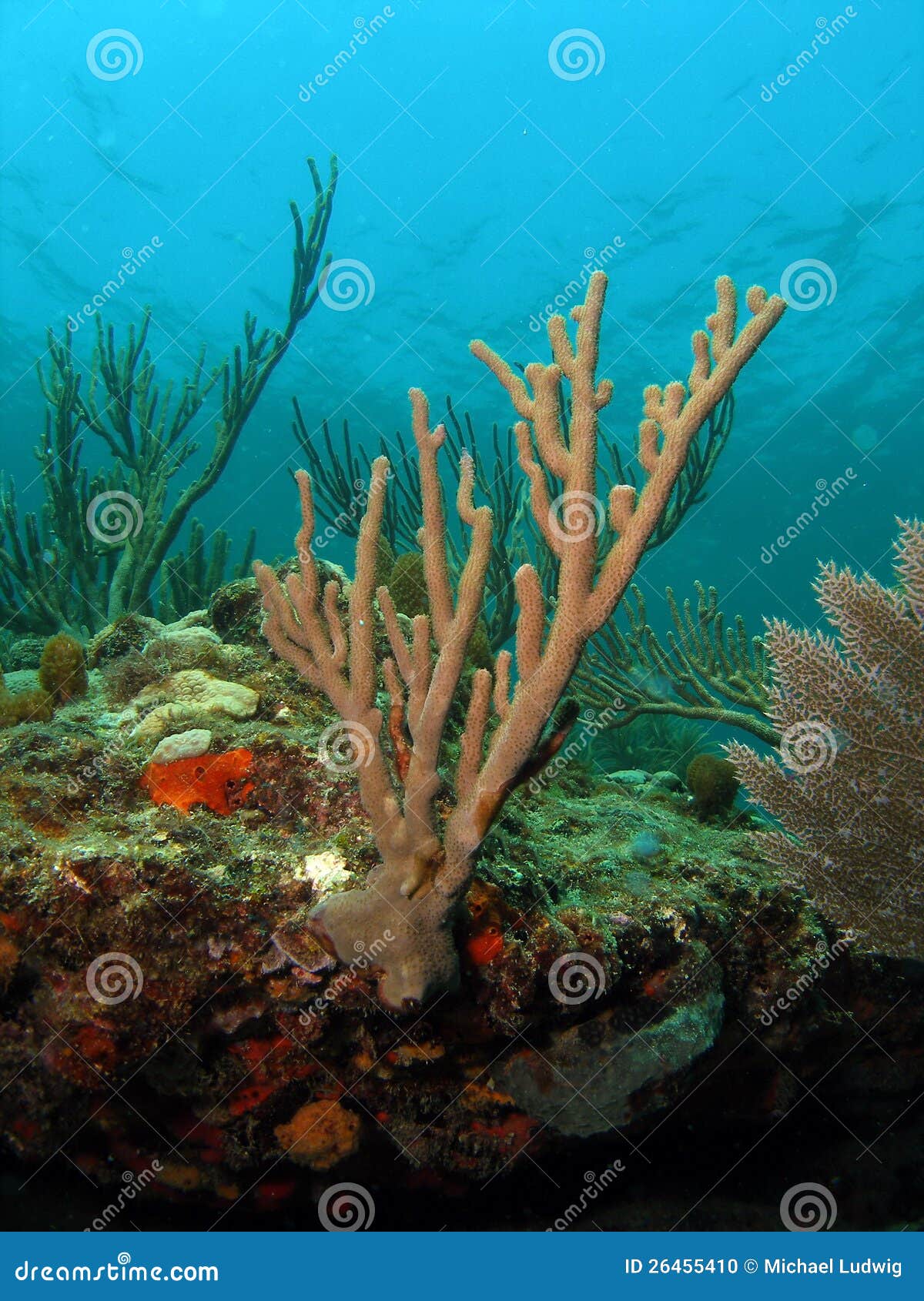 Coral Reef stock photo. Image of colorful, water, environment - 26455410