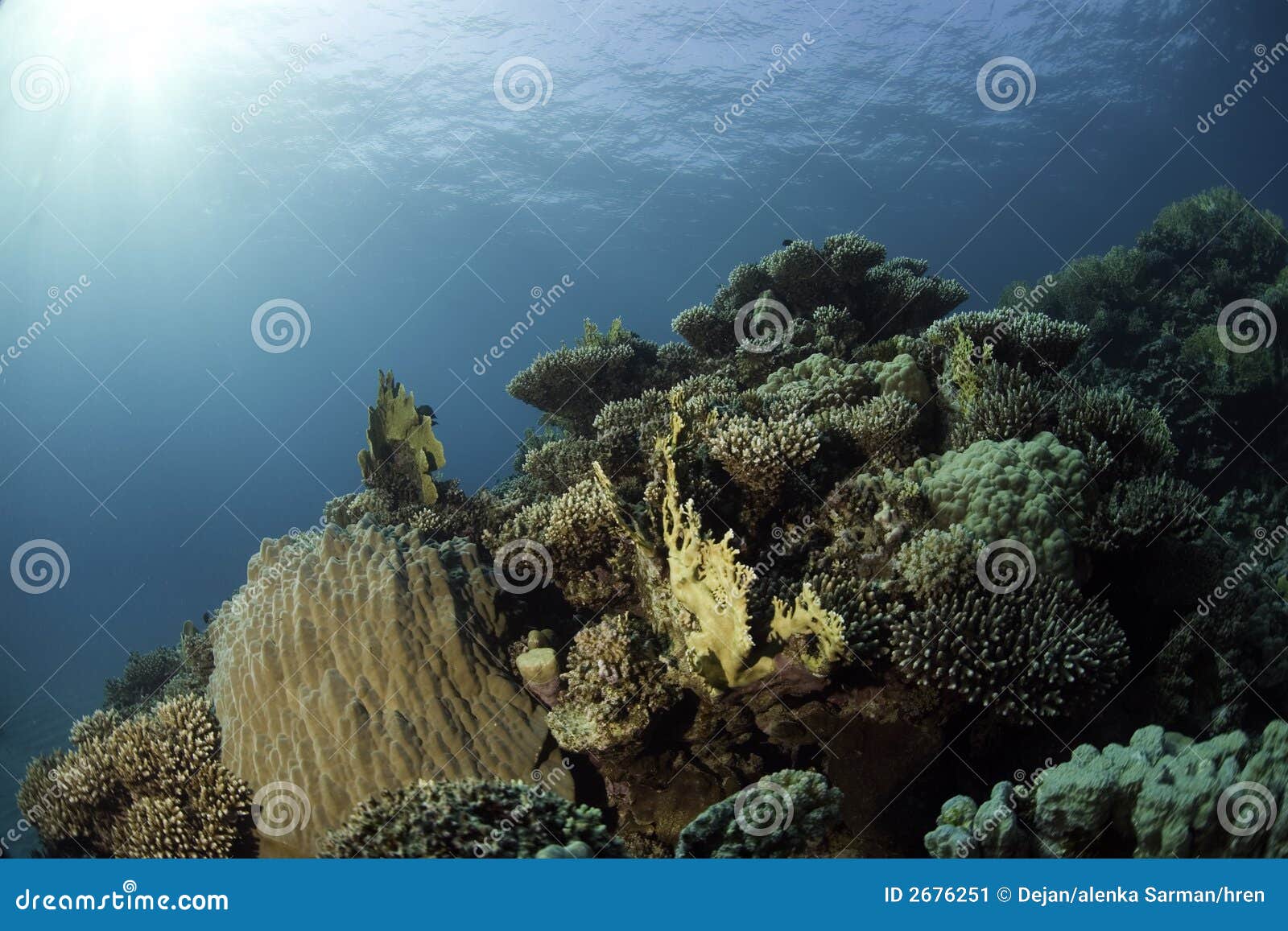 Coral reef stock image. Image of tourism, ocean, reef - 2676251