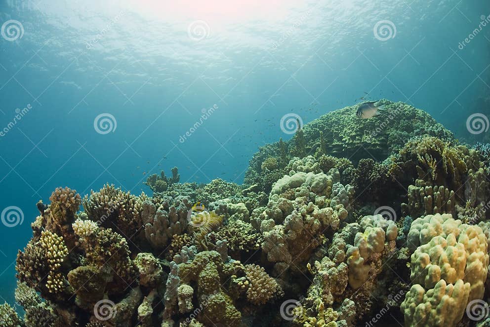 Coral Reef stock photo. Image of clear, reef, horizontal - 3663570
