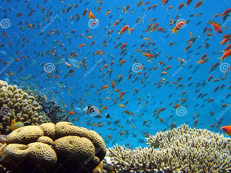 Coral reef stock image. Image of crowd, scuba, reef, tropical - 3758551