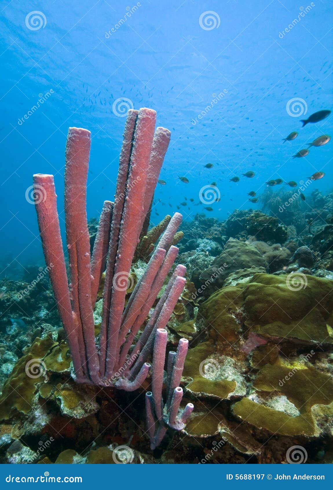 Coral Reef stock image. Image of sponge, coral, bonaire - 5688197